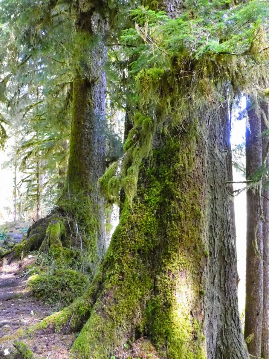 April in Olympic National Park - Ordinary Adventures