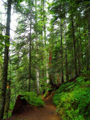 Annette Lake Hike: moderate day hike that has it all - Ordinary Adventures